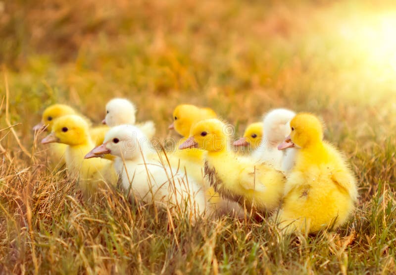 White duck stock photo. Image of standing, bill, wing - 56634064