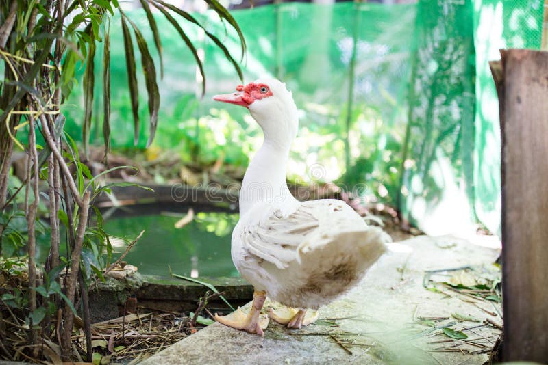 White duck backyard stock image. Image of head, dark - 112651735
