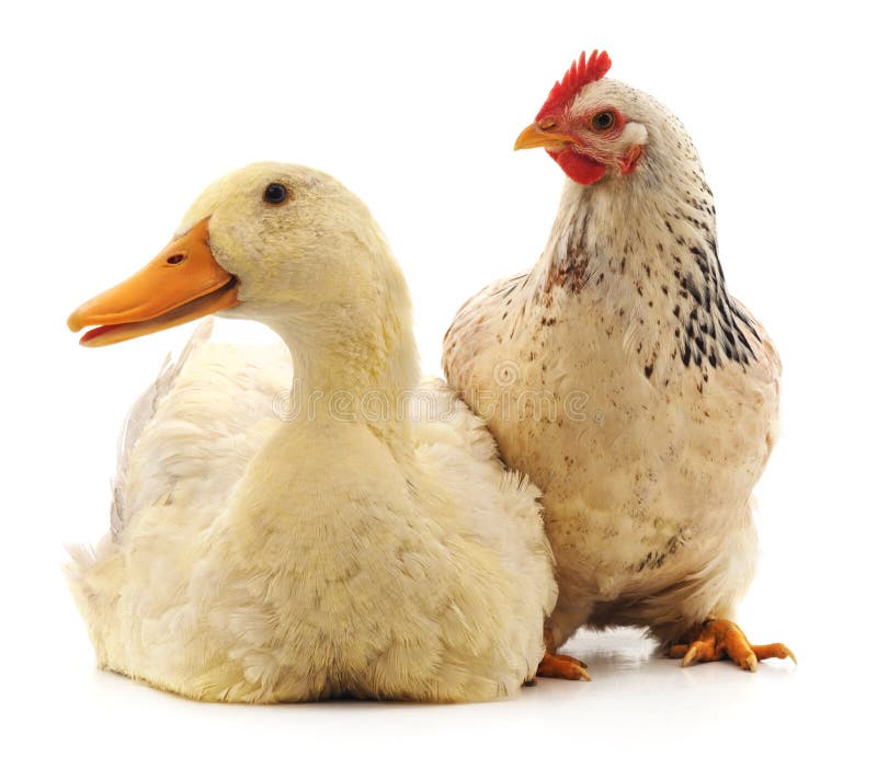 White duck and chicken stock photo. Image of cluck, baby - 145503446
