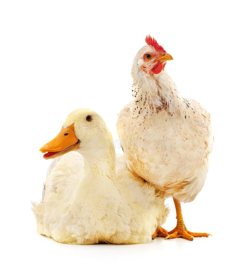 White duck and chicken. stock image. Image of goose - 111415661