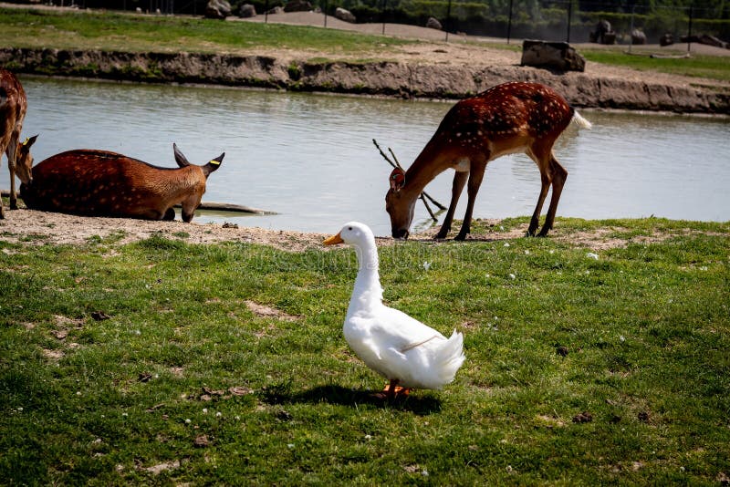 White Duck and Deer Near the Pond during the Daytime Stock Image ...