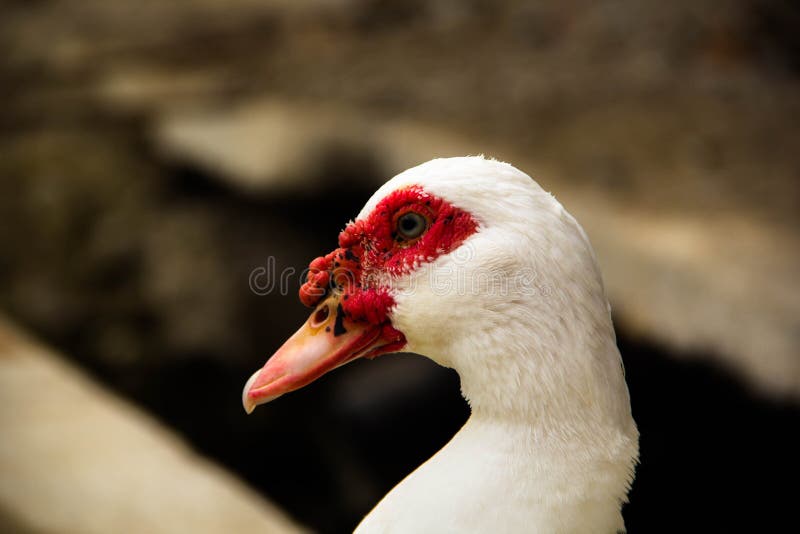 White duck stock photo. Image of fowl, feather, breed - 96031050