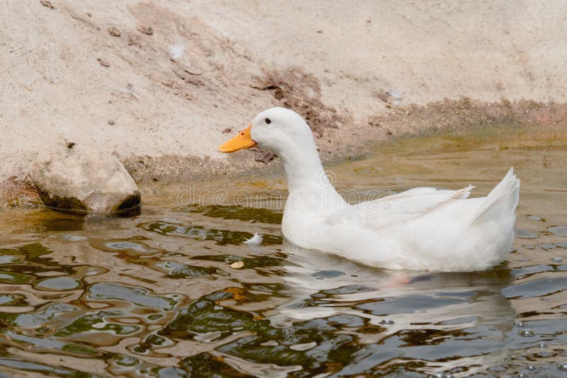 White duck stock photo. Image of background, nature, bird - 69987506