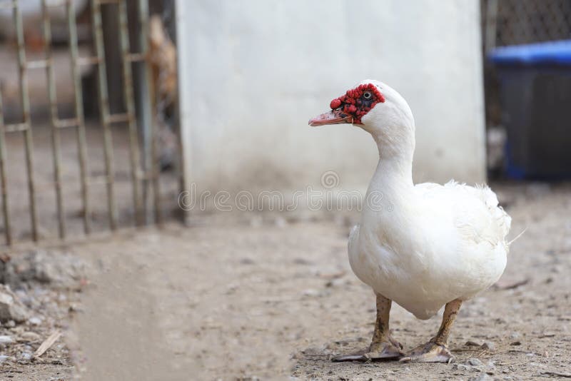 The White Duck in Farm Thailand Stock Image - Image of wing, brown ...