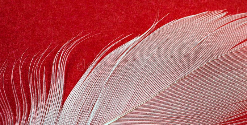 White Duck Feather on a Red Background Stock Image - Image of beauty ...