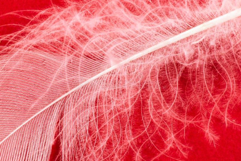 White Duck Feather on a Red Background Stock Photo - Image of color ...