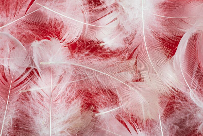 White Duck Feather on a Red Background Stock Photo - Image of space ...