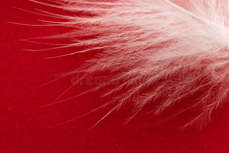 White Duck Feather on a Red Background Stock Image - Image of feathers ...