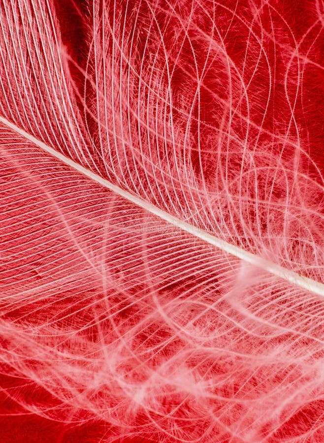 White Duck Feather on a Red Background Stock Illustration ...