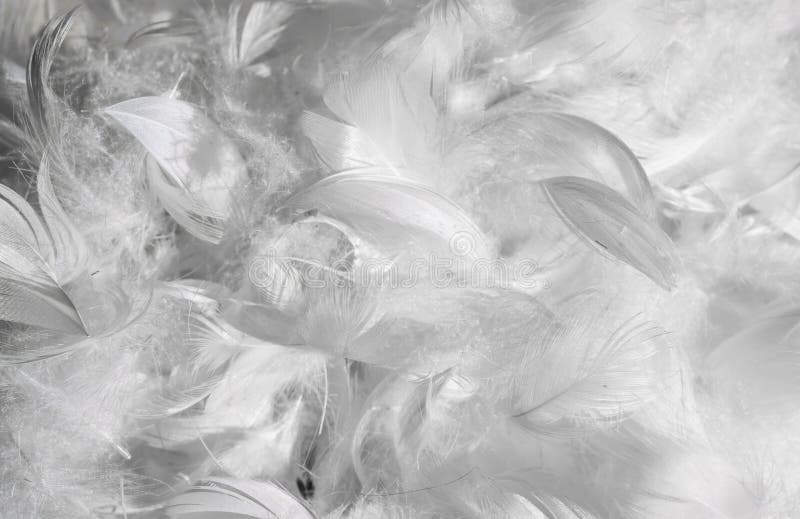 White Duck Feathers. Background or Texture Stock Photo - Image of ...
