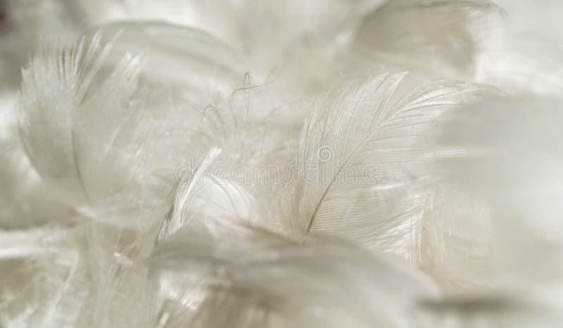 White Duck Feathers. Background or Texture Stock Image - Image of downy ...