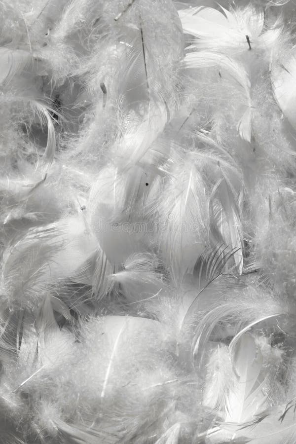 White Duck Feathers. Background or Texture Stock Photo - Image of ...