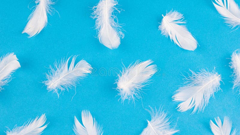 Blue Duck Feathers with Visible Details. Textura or Background Stock ...