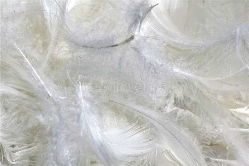 1,266 Duck Feathers Texture Photos - Free & Royalty-Free Stock Photos ...