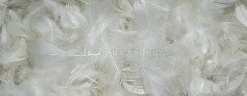 White Duck Feathers with Visible Texture Stock Photo - Image of duck ...