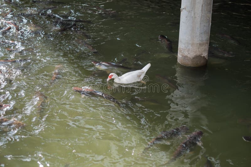 White duck and fish stock photo. Image of white, wildlife - 116279316