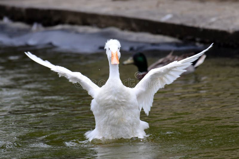 White duck flapping stock photo. Image of country, outside - 44902144