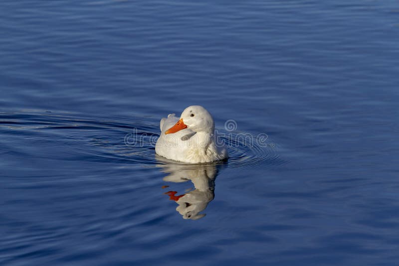 White Duck stock image. Image of duck, beautiful, feet - 68681053