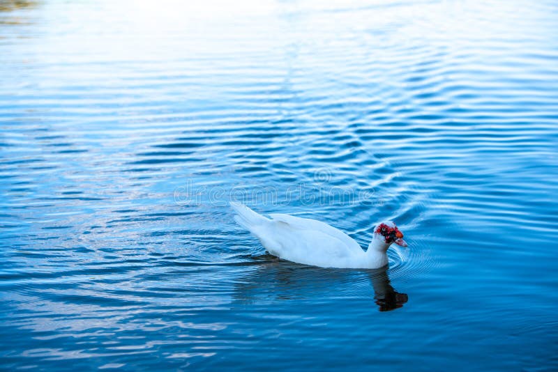 White Duck Floating on Blue Water Stock Image - Image of lake, anas ... White Duck Floating on Blue Water Stock Image - Image of lake, anas ...