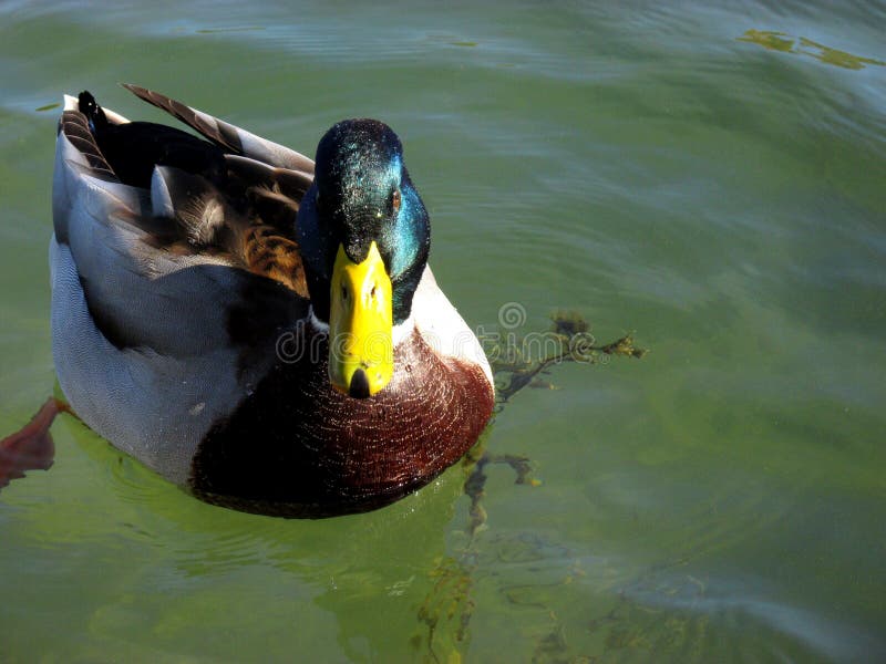 Beak dog stock photo. Image of birds, pond, mallard - 103601718