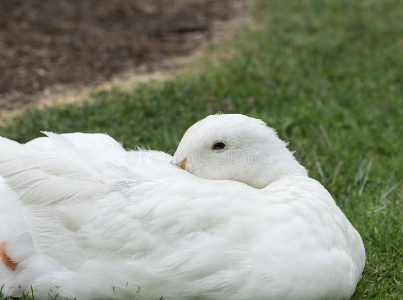 White duck stock photo. Image of ducky, bird, female - 93450980