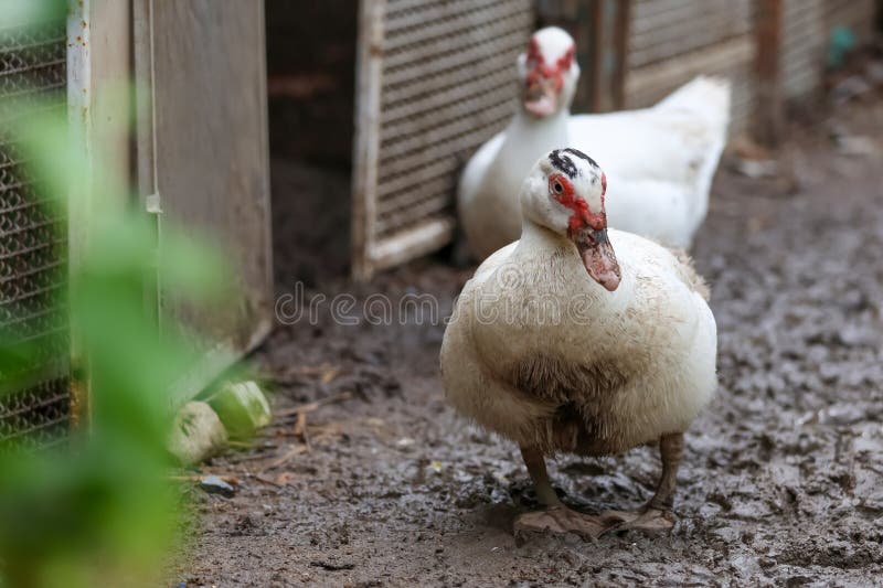 The White Duck is Happy on Mud in Farm after Rainny Day Stock Photo ...