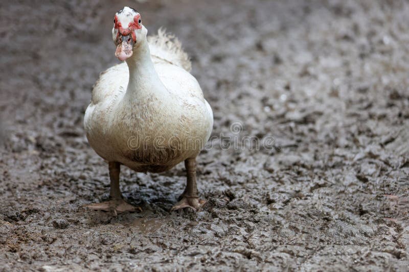 The White Duck is Happy on Mud in Farm after Rainny Day Stock Photo ...