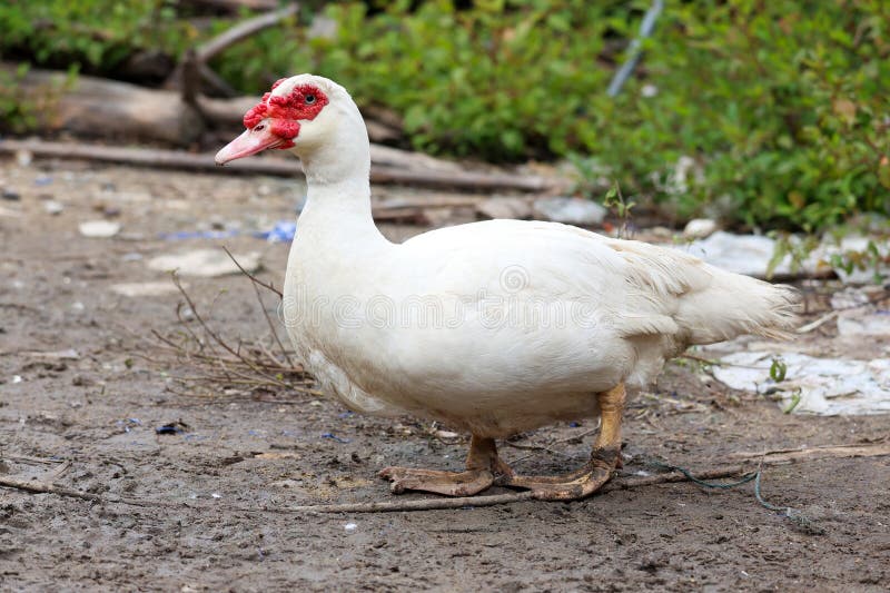 The White Duck is Happy on Mud in Farm after Rainny Day Stock Image ...
