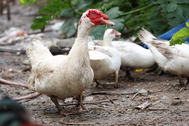 The White Duck is Happy on Mud in Farm after Rainny Day Stock Photo ...
