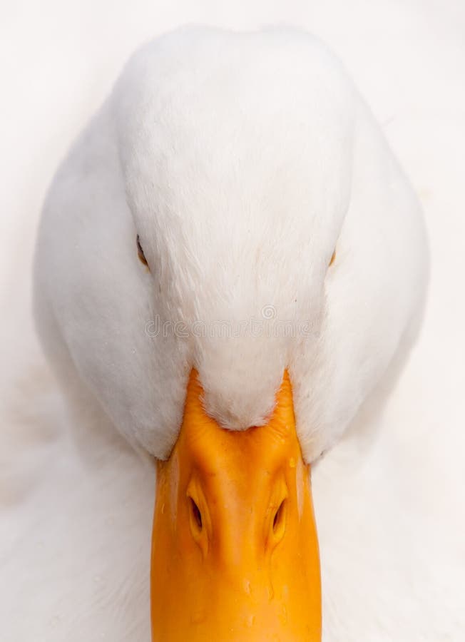 White Duck Hi-Key Close-up Portrait Stock Image - Image of bird, orange ...