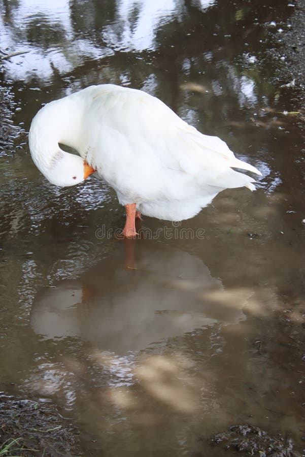 A White Duck and Its Reflection in a Puddle Stock Image - Image of ...