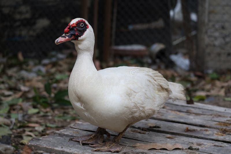 The White Duck is Live at Farm Stock Image - Image of bird, poultry ...