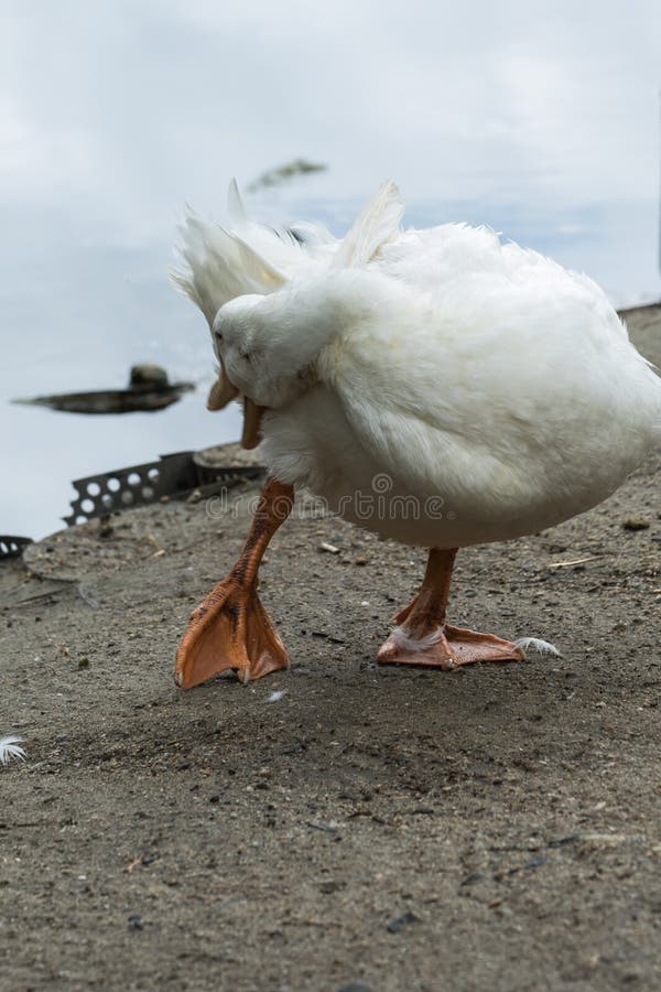 Mad Duck Stock Photos - Free & Royalty-Free Stock Photos from Dreamstime