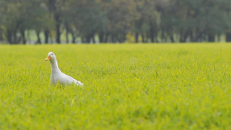 White Duck and Chickens of Different Breeds Walk in a Mini Zoo Stock ...