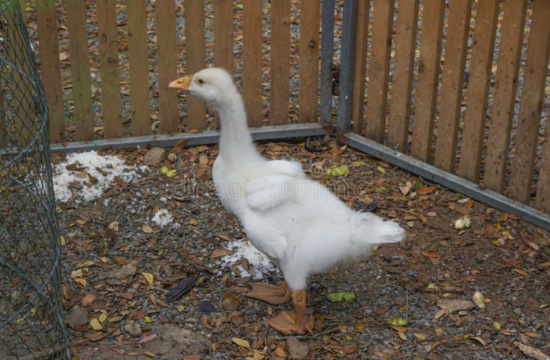 Picture White Duck in the Natural Duck Farm Stock Image - Image of ...