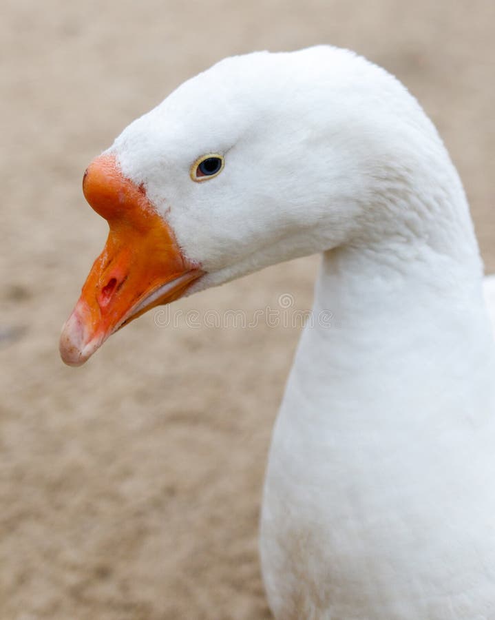 A White Duck with an Orange Beak and Orange Eyes Stock Image - Image of ...
