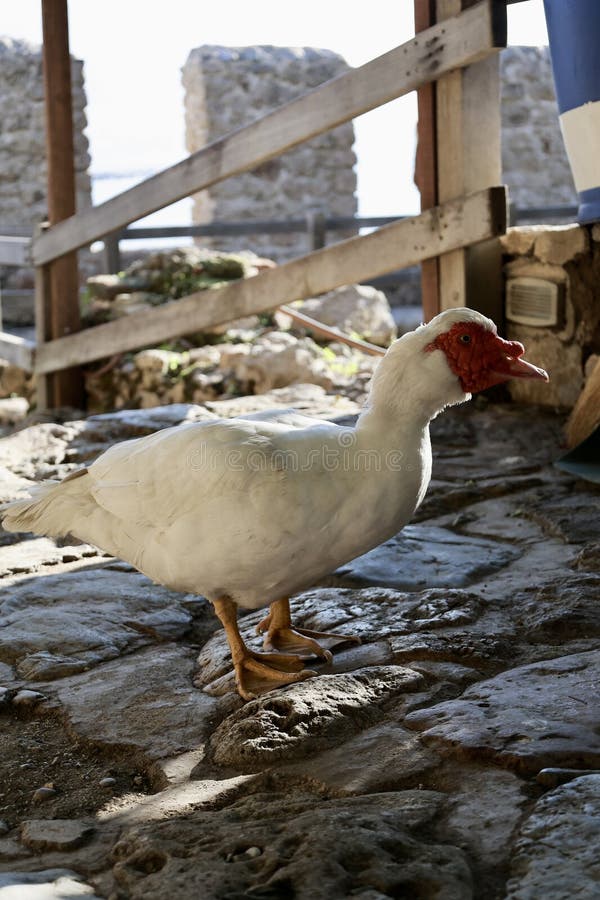 White duck outdoors stock image. Image of cheerful, colourful - 354969215