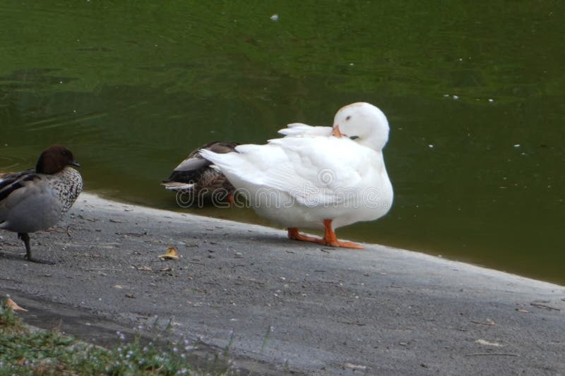 White Duck Plucking in a Pond Stock Image - Image of mallard, animal ...