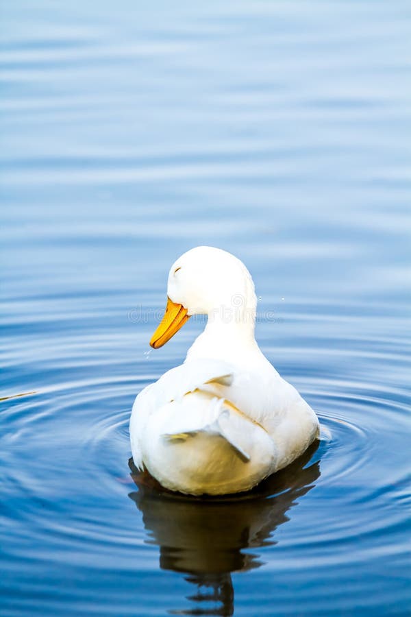 White Duck in Pool, Chiangmai Thailand Stock Photo - Image of feather ...