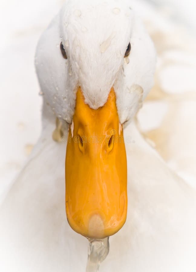 White Duck Portrait with Dirty Water Splash Stock Photo - Image of ...