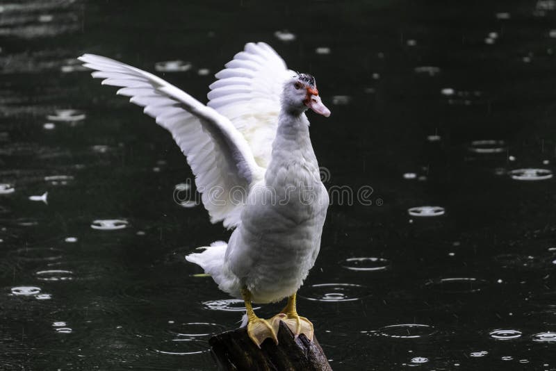 White Duck Ready To Fly on Wooden Pole, Green Waters Stock Photo ...