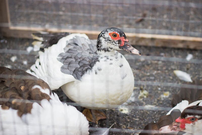 Duck in a Cage Sits on the Ground Stock Photo - Image of calm, fulvous ...