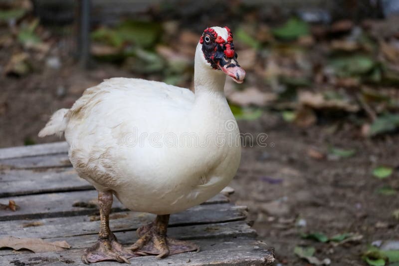 The White Duck is Rest at Farm Stock Image - Image of bird, brown ...