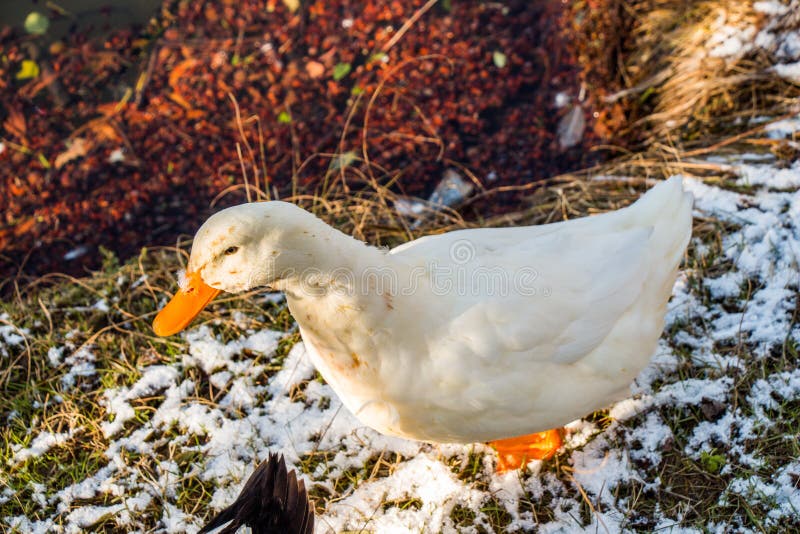 White Duck by the Side of the Pond Stock Image - Image of outdoor ...