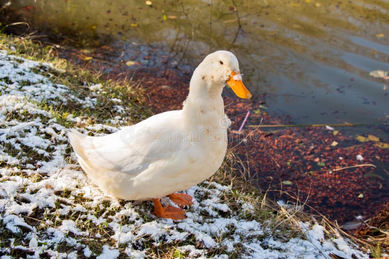 White Duck by the Side of the Pond Stock Image - Image of ducks ...