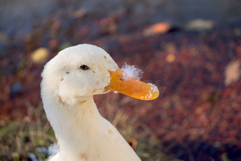 White Duck by the Side of the Pond Stock Photo - Image of natural, male ...
