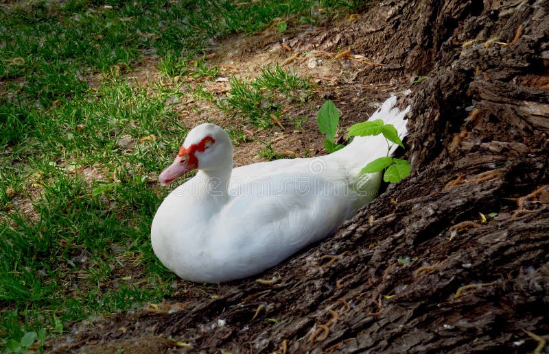 Hiding duck stock photo. Image of nature, duck, birds - 74213752