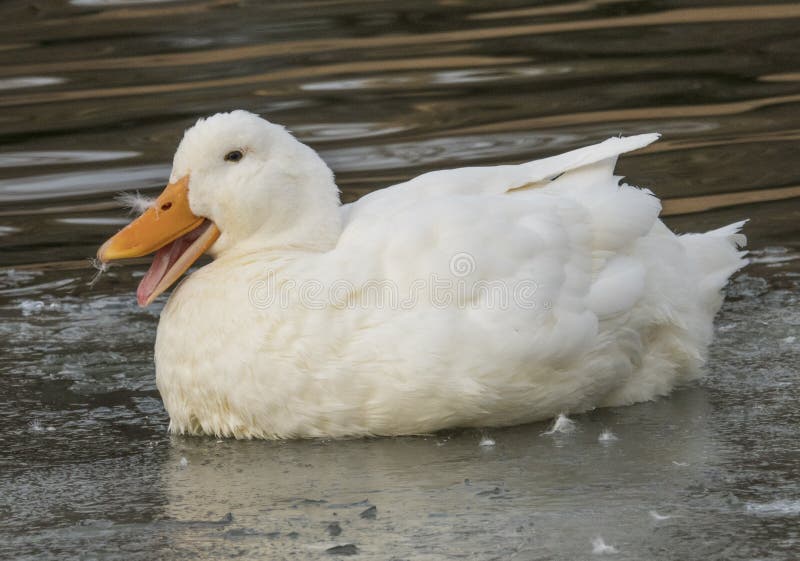 White duck smiles stock photo. Image of evening, open - 108661948