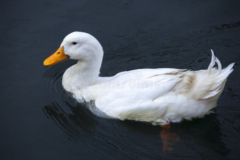 White Duck stock image. Image of canvas, natural, pond - 99083307