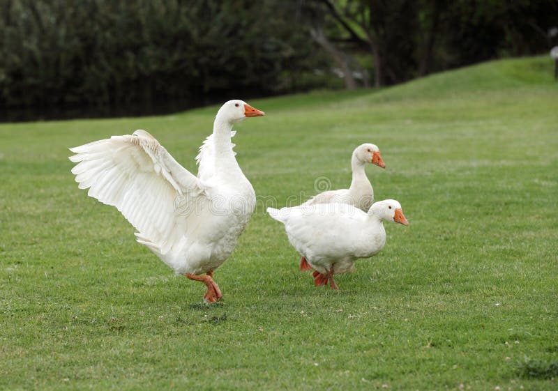 A White Duck Spreading Its Wing Stock Image - Image of safari, bill ...